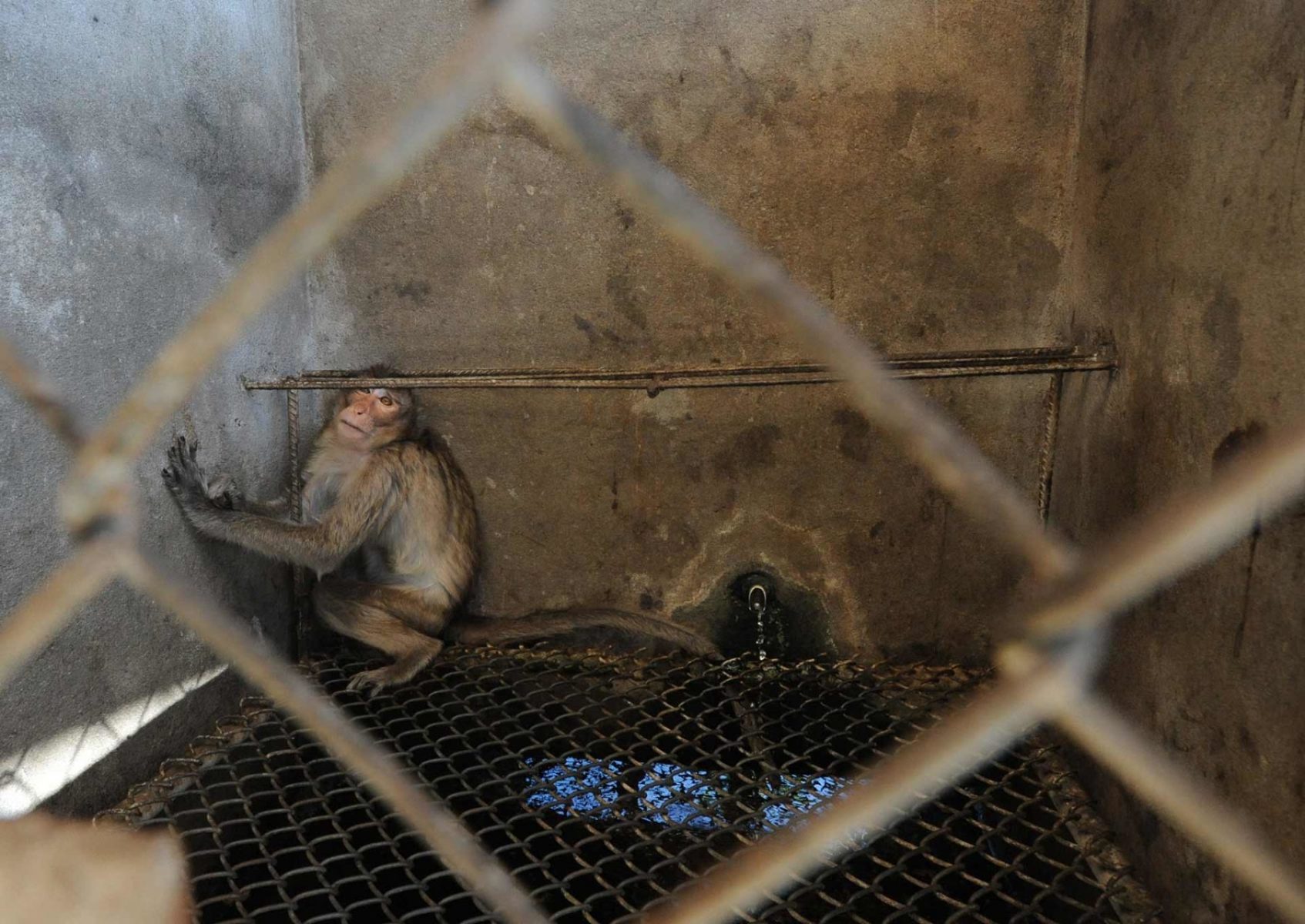 We Animals | Jo-Anne McArthur Photography