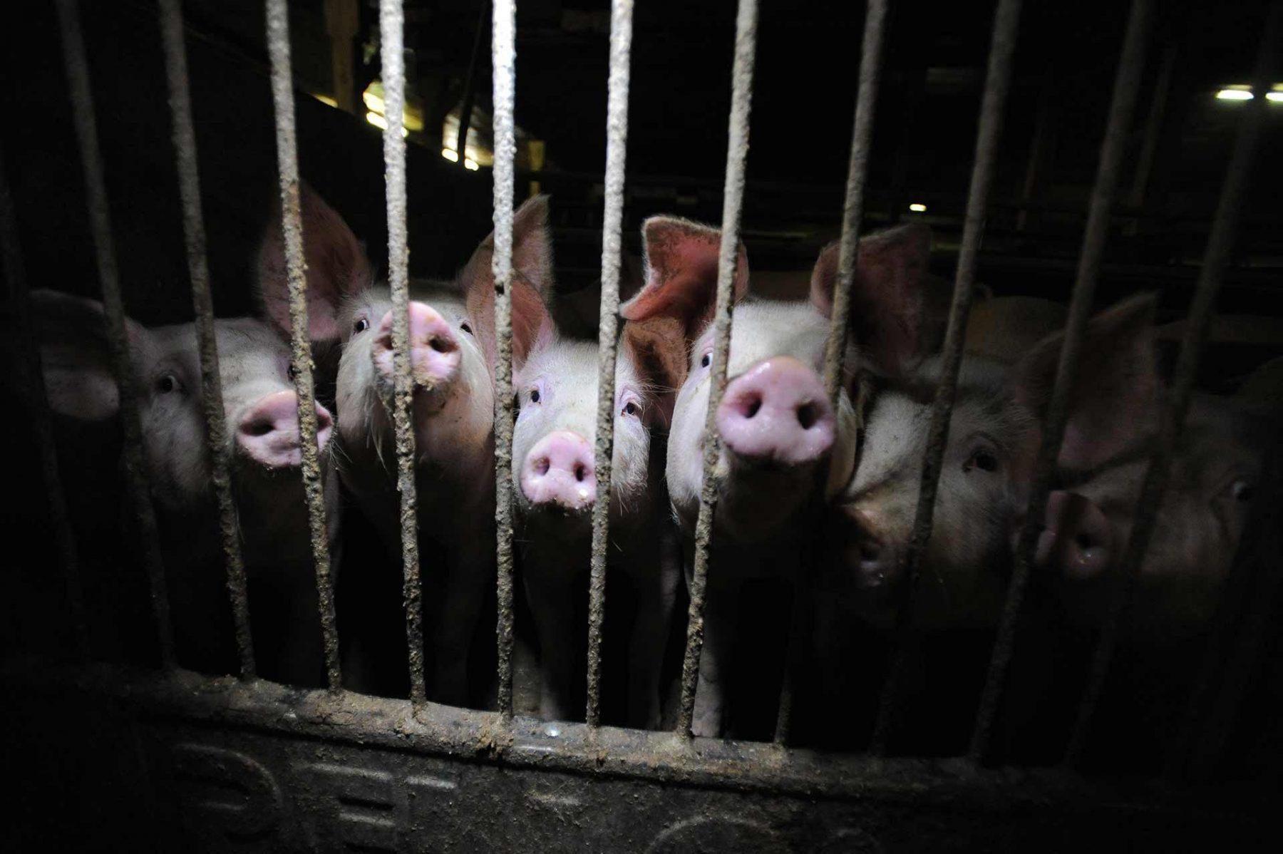 We Animals | Jo-Anne McArthur Photography