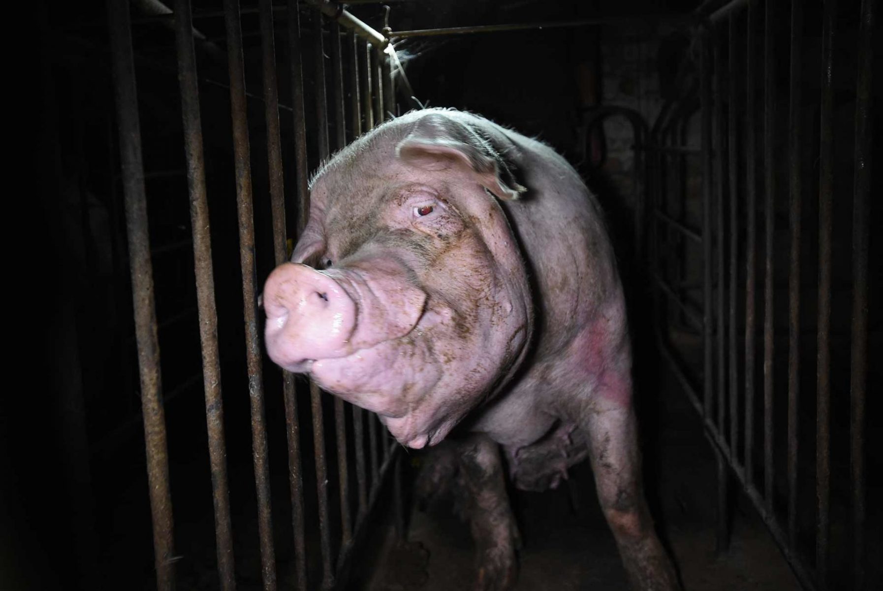 We Animals | Jo-Anne McArthur Photography