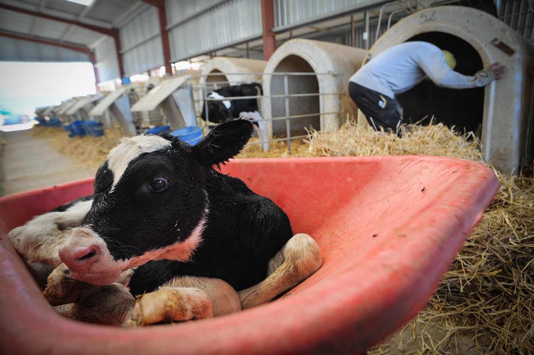 We Animals | Jo-Anne McArthur Photography