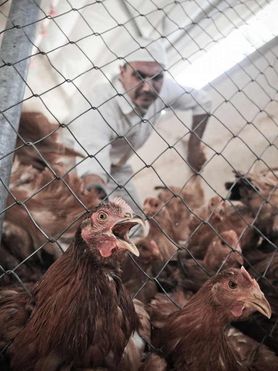 We Animals | Jo-Anne McArthur Photography