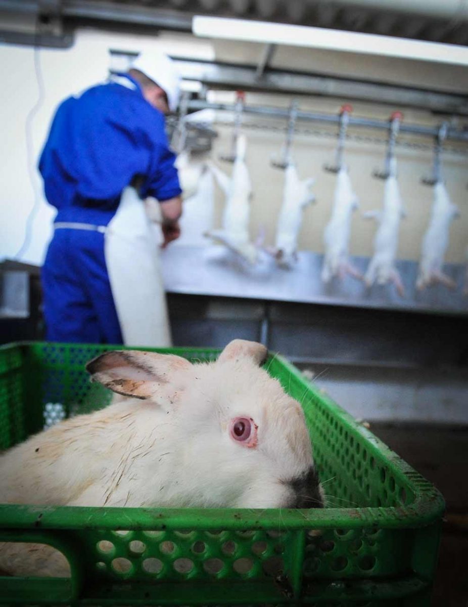 We Animals | Jo-Anne McArthur Photography