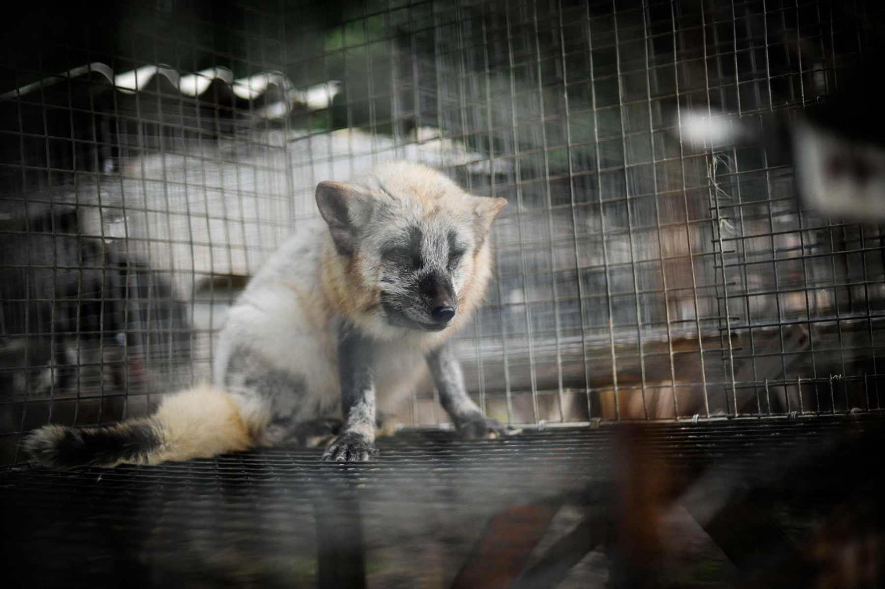 We Animals | Jo-Anne McArthur Photography