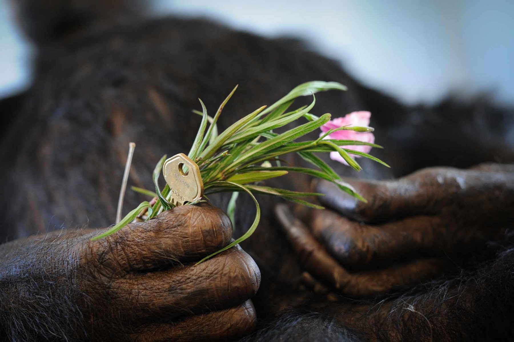 We Animals | Jo-Anne McArthur Photography