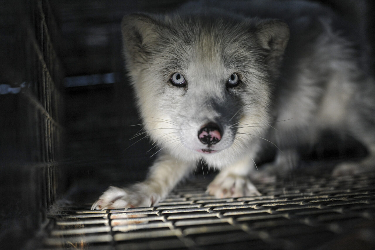 Fur Farming | Jo-Anne McArthur Photography