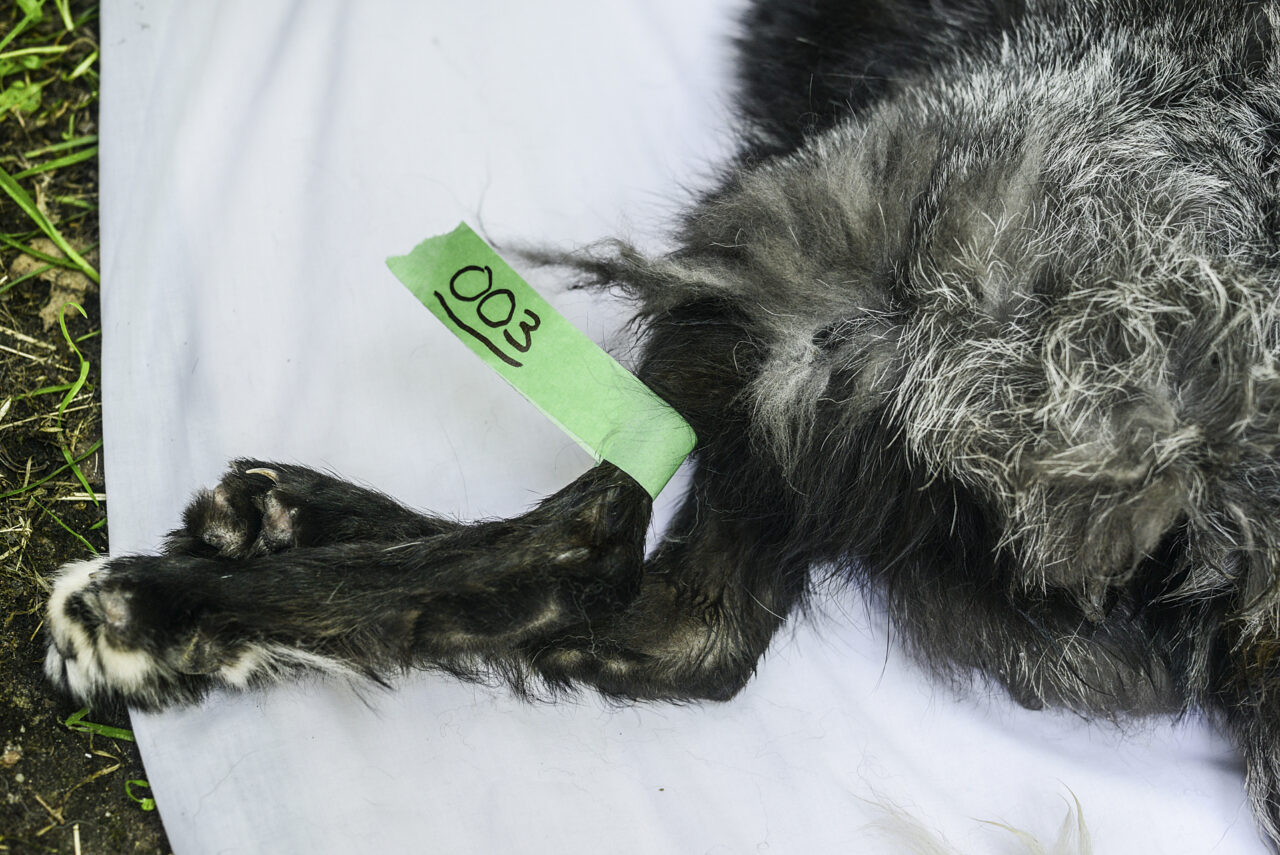 Fur Farming | Jo-Anne McArthur Photography