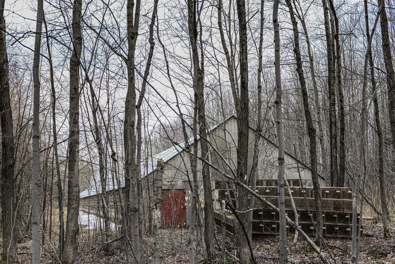 Fur Farming | Jo-Anne McArthur Photography